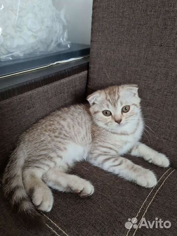 Шотландские вислоухие котята