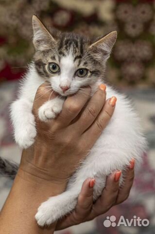 Котёнок бесплатно в добрые руки