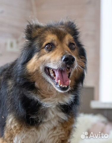 Ватсон ищет семью