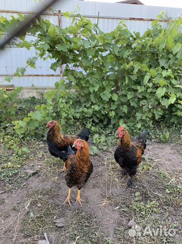 Петушки молодые