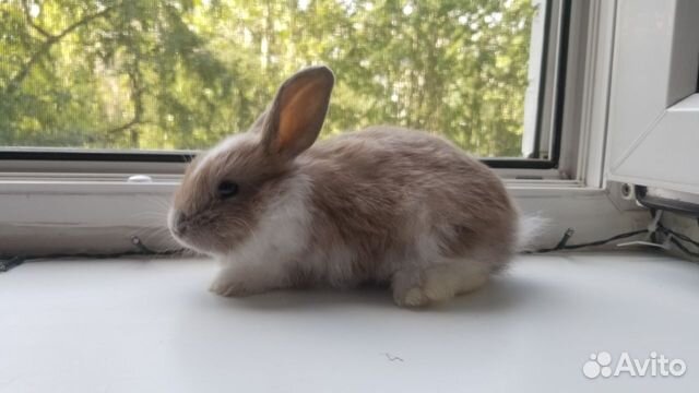 Декоративный вислоухий крольченок