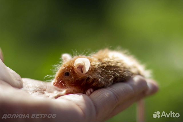 Декоративная мышь, сатин тексель рыжий самец