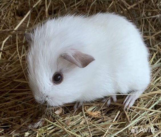 Морские свинки порола Американский Селф, 1 мес