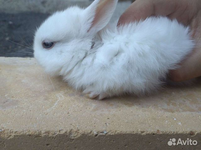 Декоративные крольчата