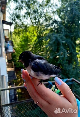 Ласточка в добрые руки