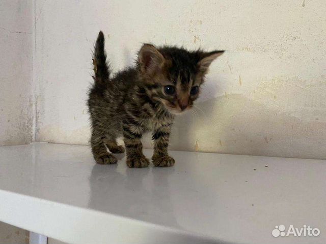 Сирота котенок ждёт маму