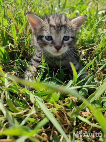 Привет Я кошка обыкновенная, ищу своего хозяина. Х