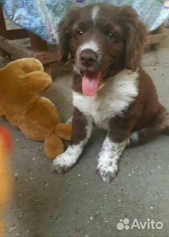 Отдам в добрые руки