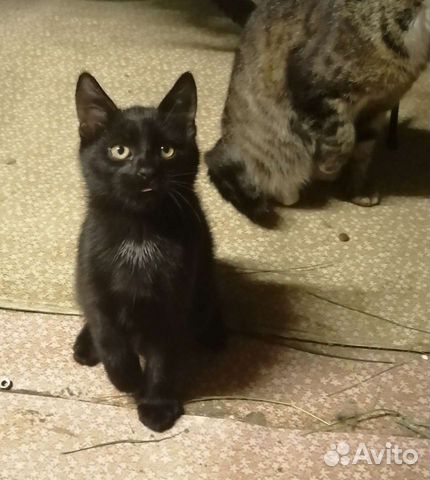 Кошка