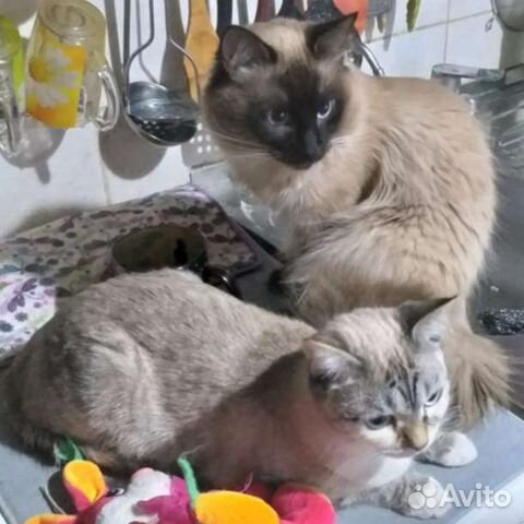 Тайская кошка и Невский маскарадный кот