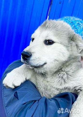 Щенок помесь с европ лайкой