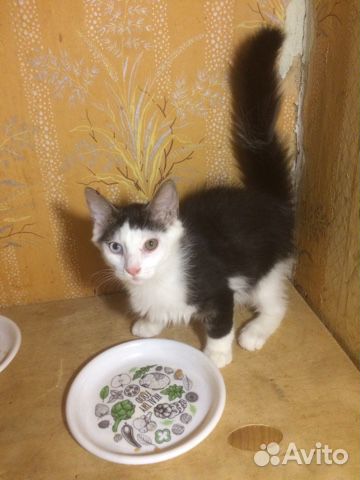 Котенок с разным цветом глазок