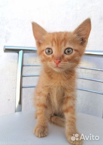 Котёнок Мандарин