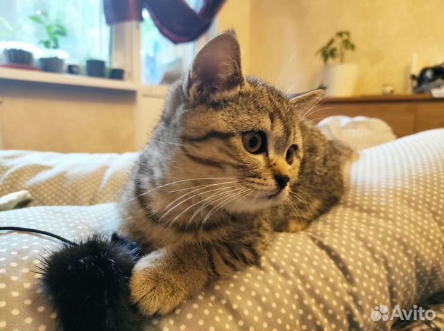 Британская котейка 3 месяца