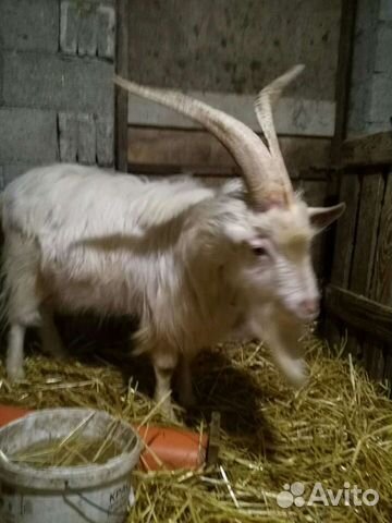 Козел и две казы