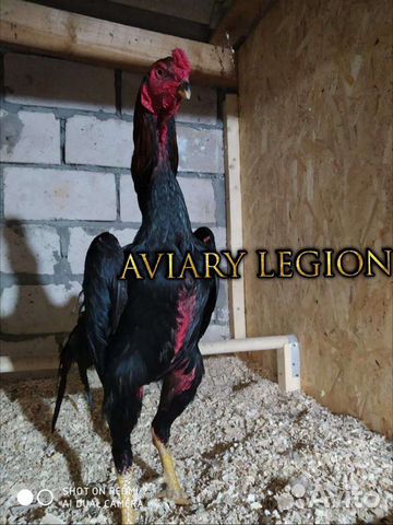 Петух О шамо