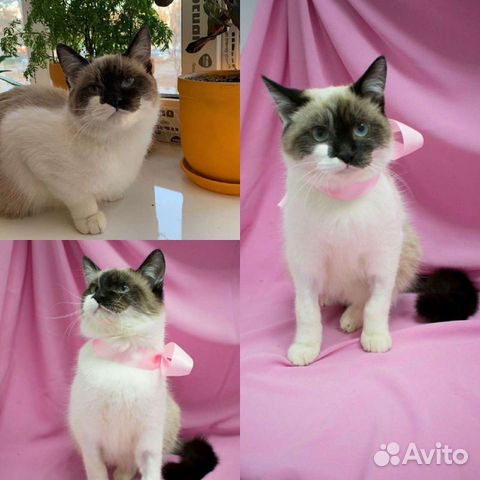 Кошка Тиффани