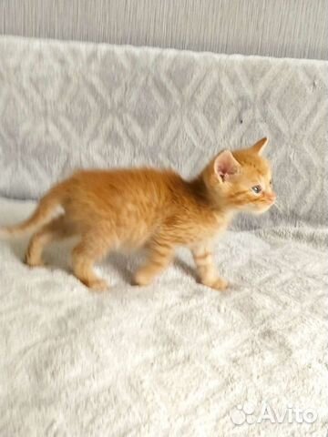 Чип котёнок 1,5 мес. в дар
