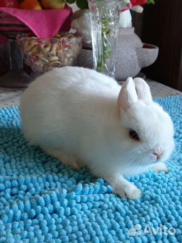 Гермелин самец