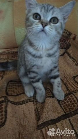 Шотландские прямоухие котята