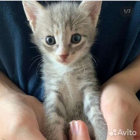 Котёнок Микки