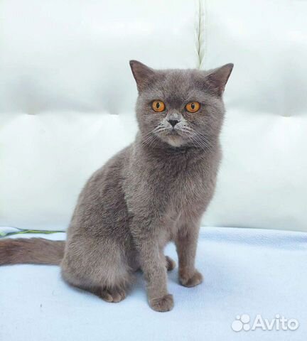 Британская кошка в дар