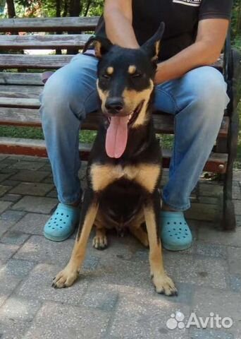 Метис пинчера в добрые руки