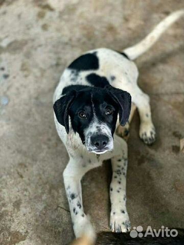 Гончая ищет дом