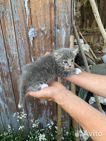 Котенок