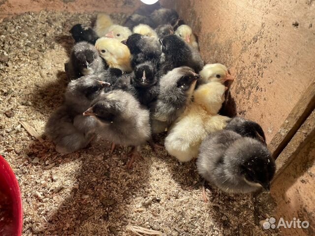 Цыпленок доминант