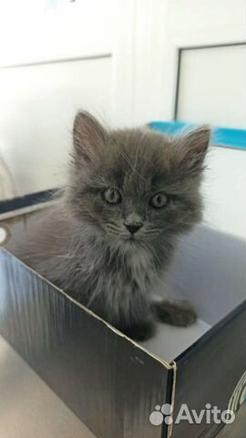Котёнок инвалид