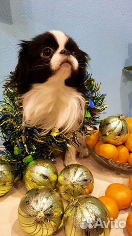 Щенки япошки