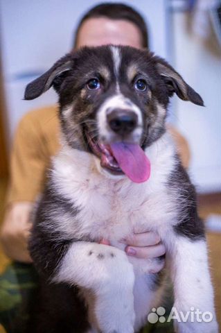 Щенок Сандра