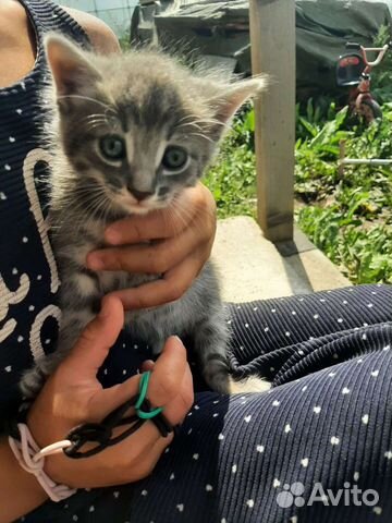 Британские котята