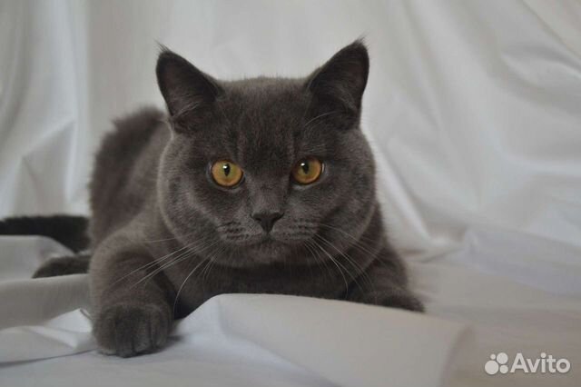 Британский кот вязка