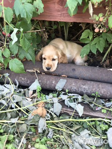 Кокер спаниель