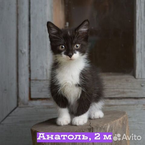 Котёнок анатоль, 2 мес., привит