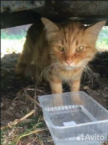 Рыжий кот в дар