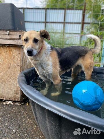 Мия-очень умная собака из приюта