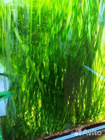 Растения в аквариум