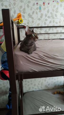 Кошка Велюровый Сфинкс