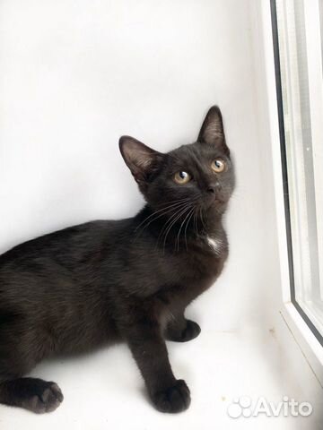 Черный котенок в добрые руки