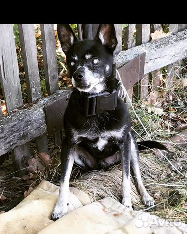 Той-терьер бесплатно