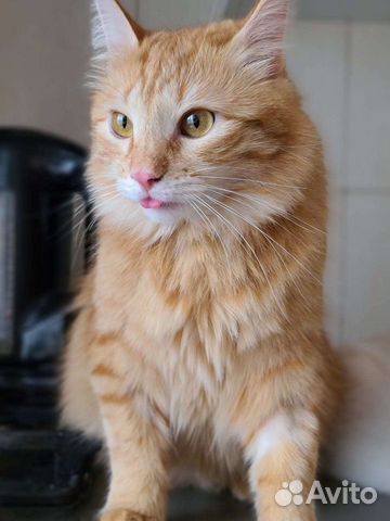 Шикарный рыжий кот Лева
