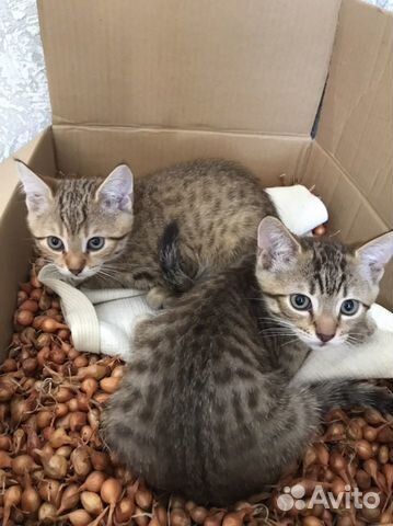 Котята в добрые руки бесплатно