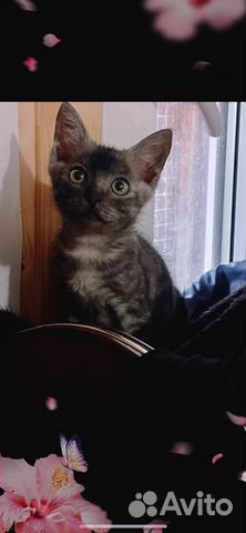 Котёнок девочка 1,5 месяца ) Поночка