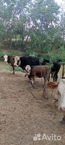 Коровы телки и бычки