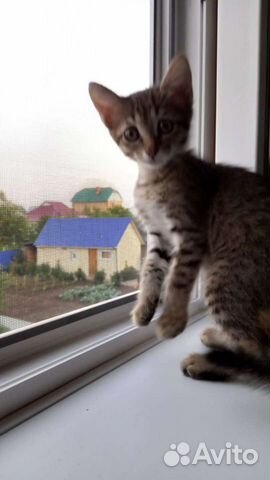 Котенок тигренок
