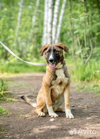 Красивый щенок мальчик ищет самый лучший дом’