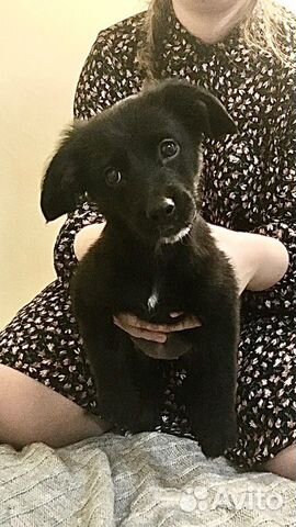 Щенок в добрые руки